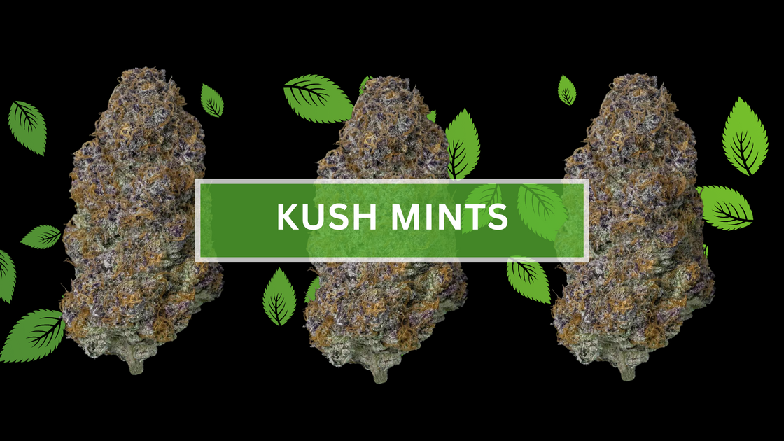 Kush Mints Weed Strain: Complete Guide – STIIIZY