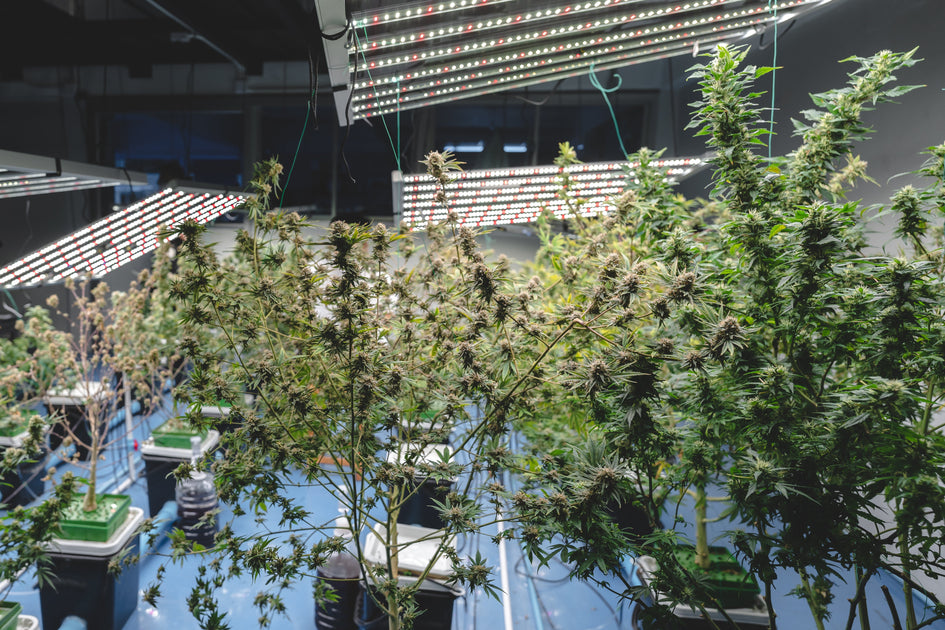 Insights into Cannabis Strains and Genetics | STIIIZY