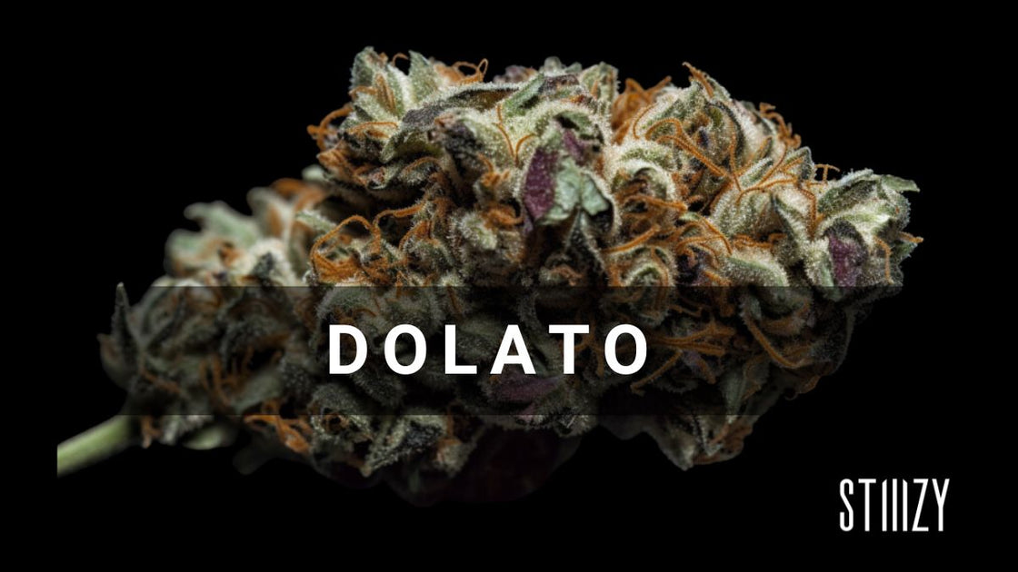 Dolato Cannabis Strain Guide – STIIIZY