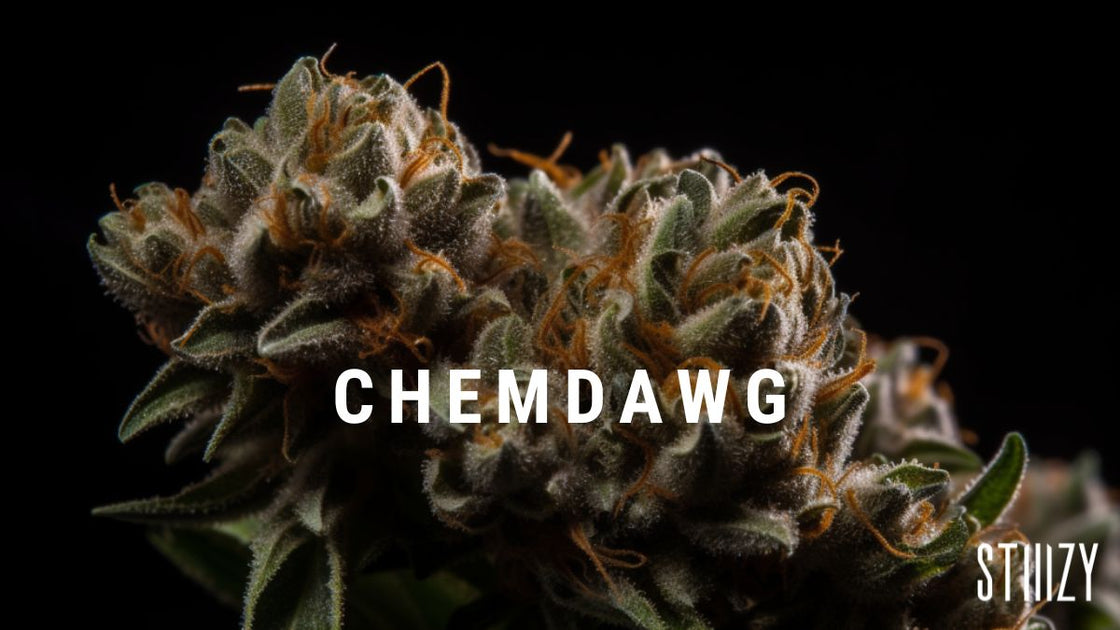 Chemdawg Strain Guide | Potent & Pungent Hybrid – STIIIZY