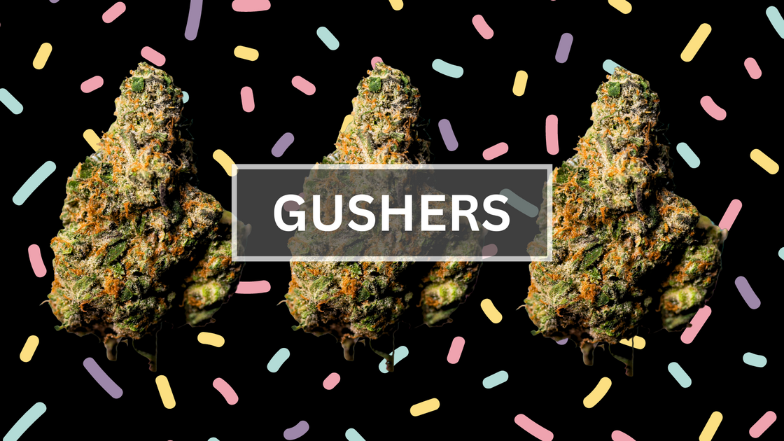 Gushers Strain Review: An Expert Cannabis Guide | STIIIZY