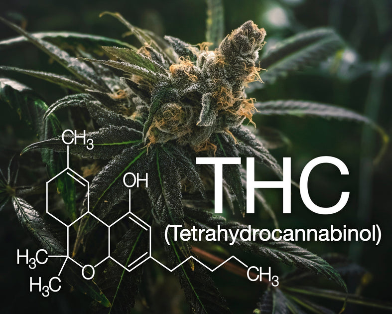 Exploring Cannabis Effects: The Spectrum of High | STIIIZY