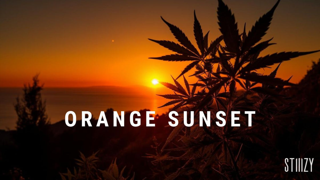 Orange Sunset Strain Guide | Flavor, Effects & Lineage – STIIIZY