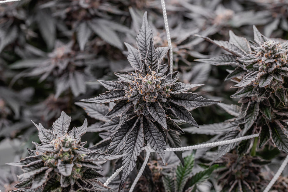 Smoking vs. Vaping Cannabis Flower: A Comparison | STIIIZY